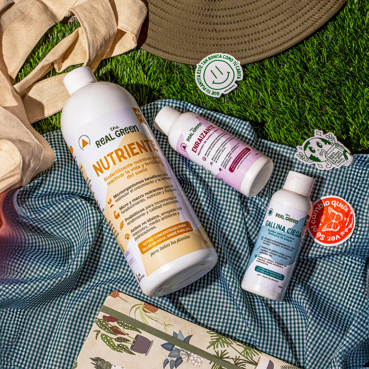 Cómo cuidar la Mala Madre: Guía de cuidados y secretos para mantenerla ...