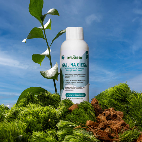 Cómo cuidar la Mala Madre: Guía de cuidados y secretos para mantenerla ...