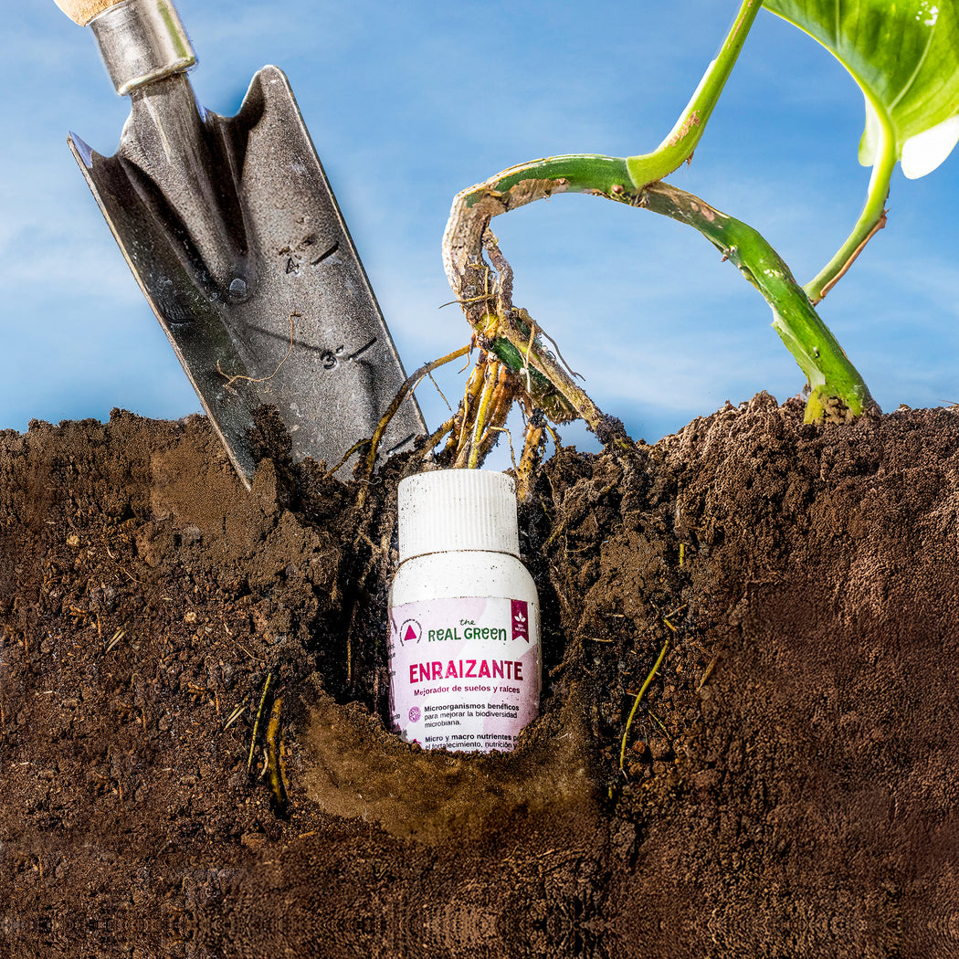 Cómo cuidar la Mala Madre: Guía de cuidados y secretos para mantenerla ...